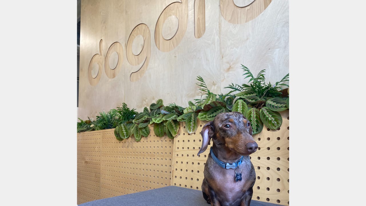 Dogdrop Prepares for First Florida Location in Fort Lauderdale ...