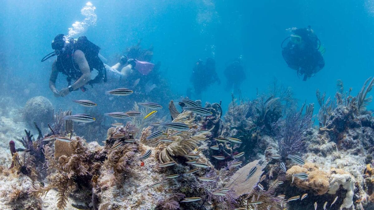 Diver’s Paradise Brings Under-the-Radar National Park to Forefront ...